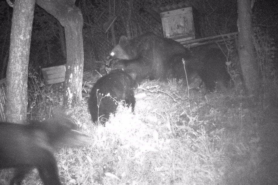 MEDVEDE nezastavil ani plot: Ničili úle a pustili sa do hodovania ...